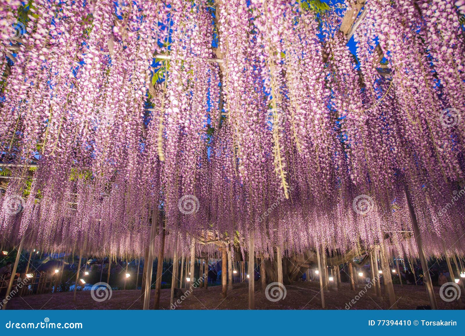Great Wisteria at night editorial image. Image of beauty - 77394410
