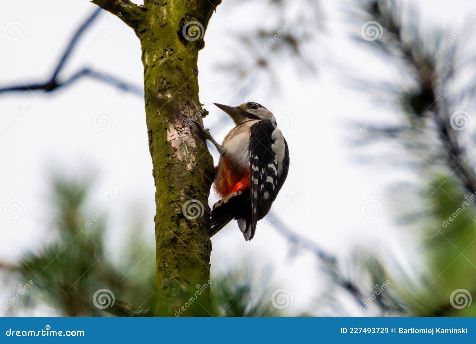 Great Woodpecker Tapping on a Tree - Pine Tree Stock Image - Image of ...