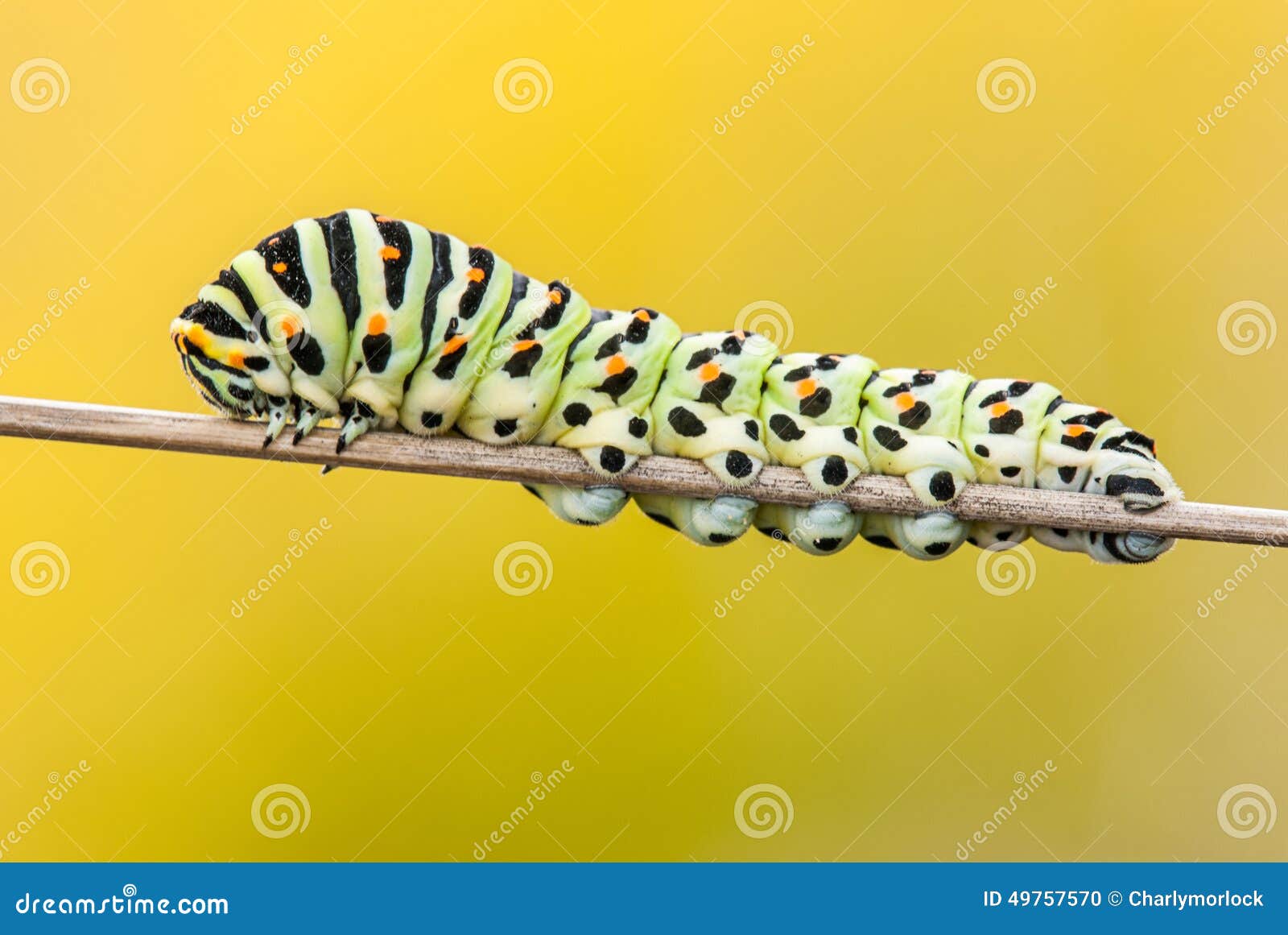 Great Worm Caterpillar on Branch Macaon Stock Photo - Image of worm ...