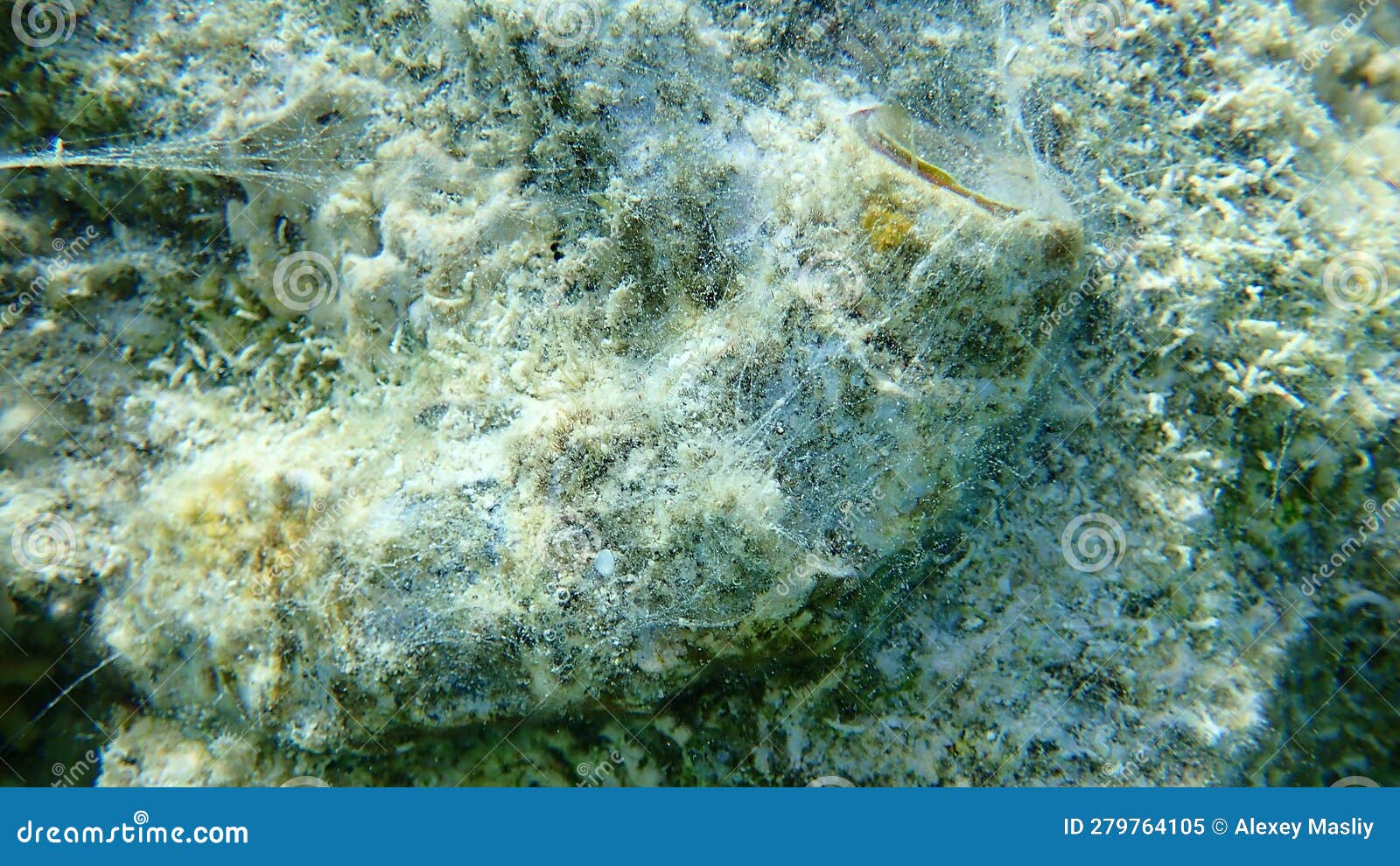 Great Wormsnail or Great Worm Shell (Ceraesignum Maximum) Undersea, Red ...