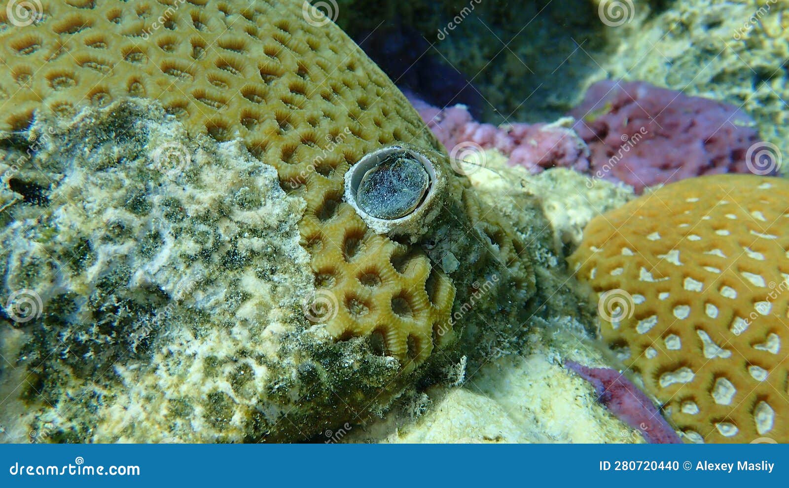 Great Wormsnail or Great Worm Shell (Ceraesignum Maximum) Undersea, Red ...