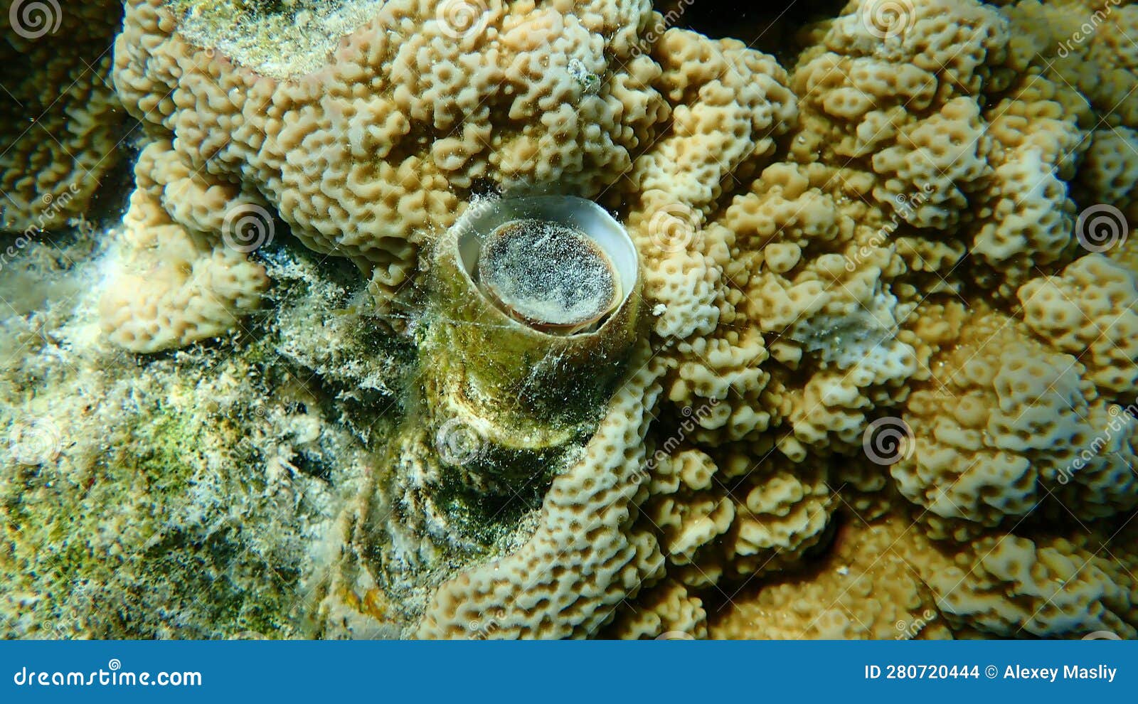Great Wormsnail or Great Worm Shell (Ceraesignum Maximum) Undersea, Red ...