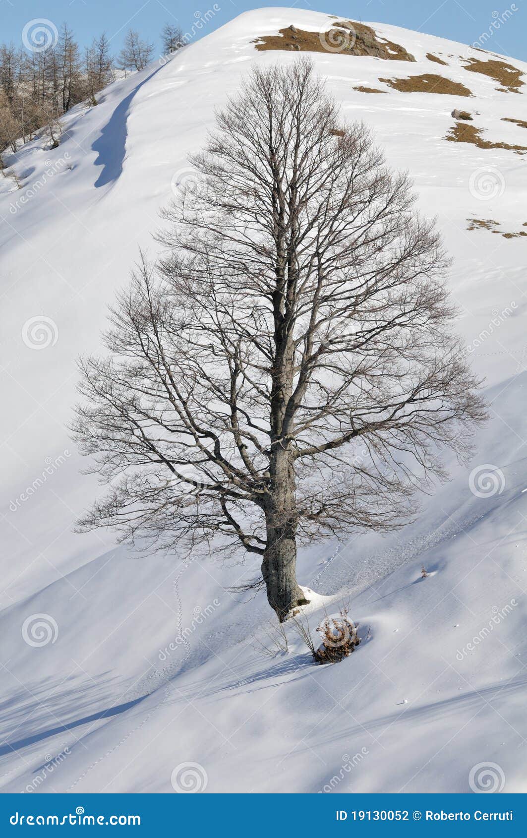 Great Wych Elm Tree in a Snowy Landscape Stock Photo - Image of trunk ...