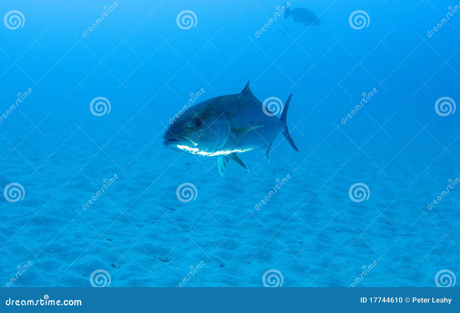 Greater Amberjack stock photo. Image of tails, life, saltwater - 17744610