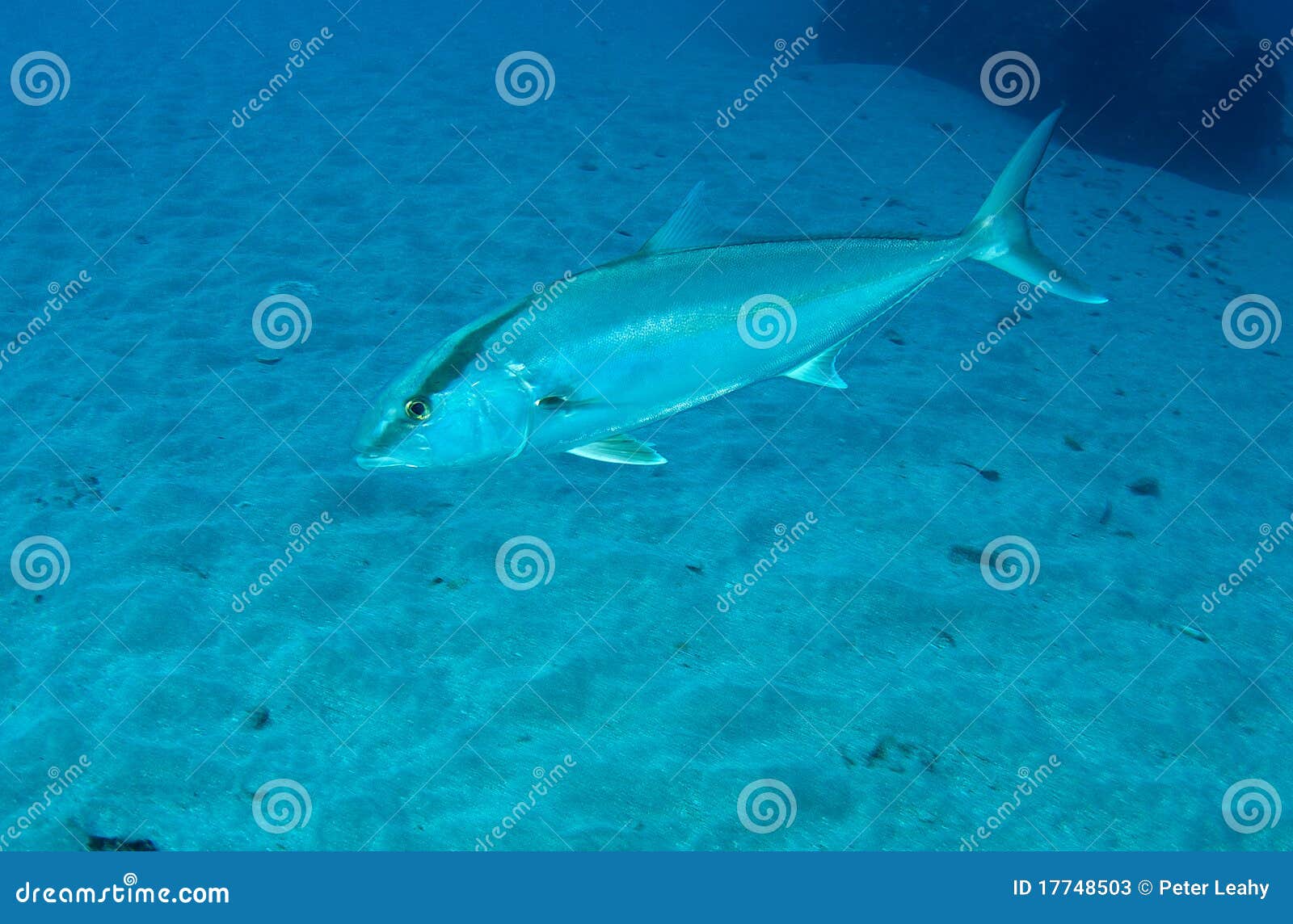 Greater Amberjack stock image. Image of life, swim, biology - 17748503
