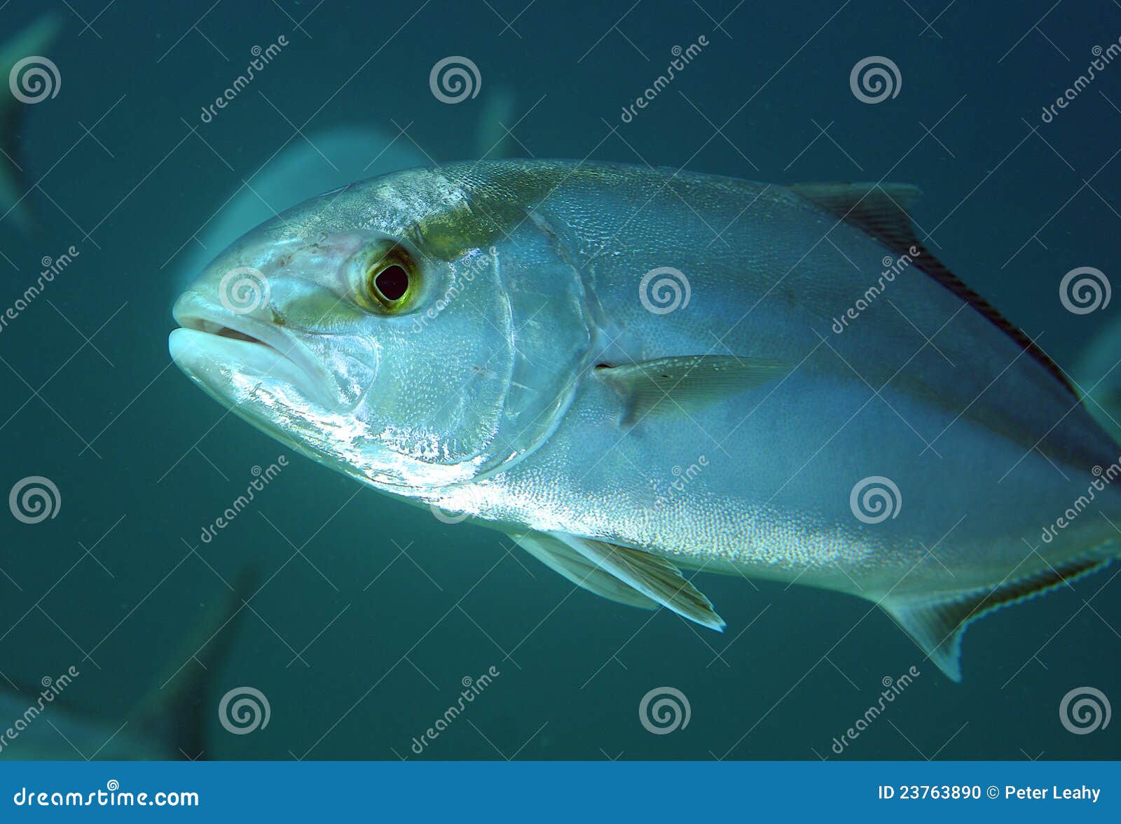 Greater Amberjack stock photo. Image of ocean, ichthyology - 23763890