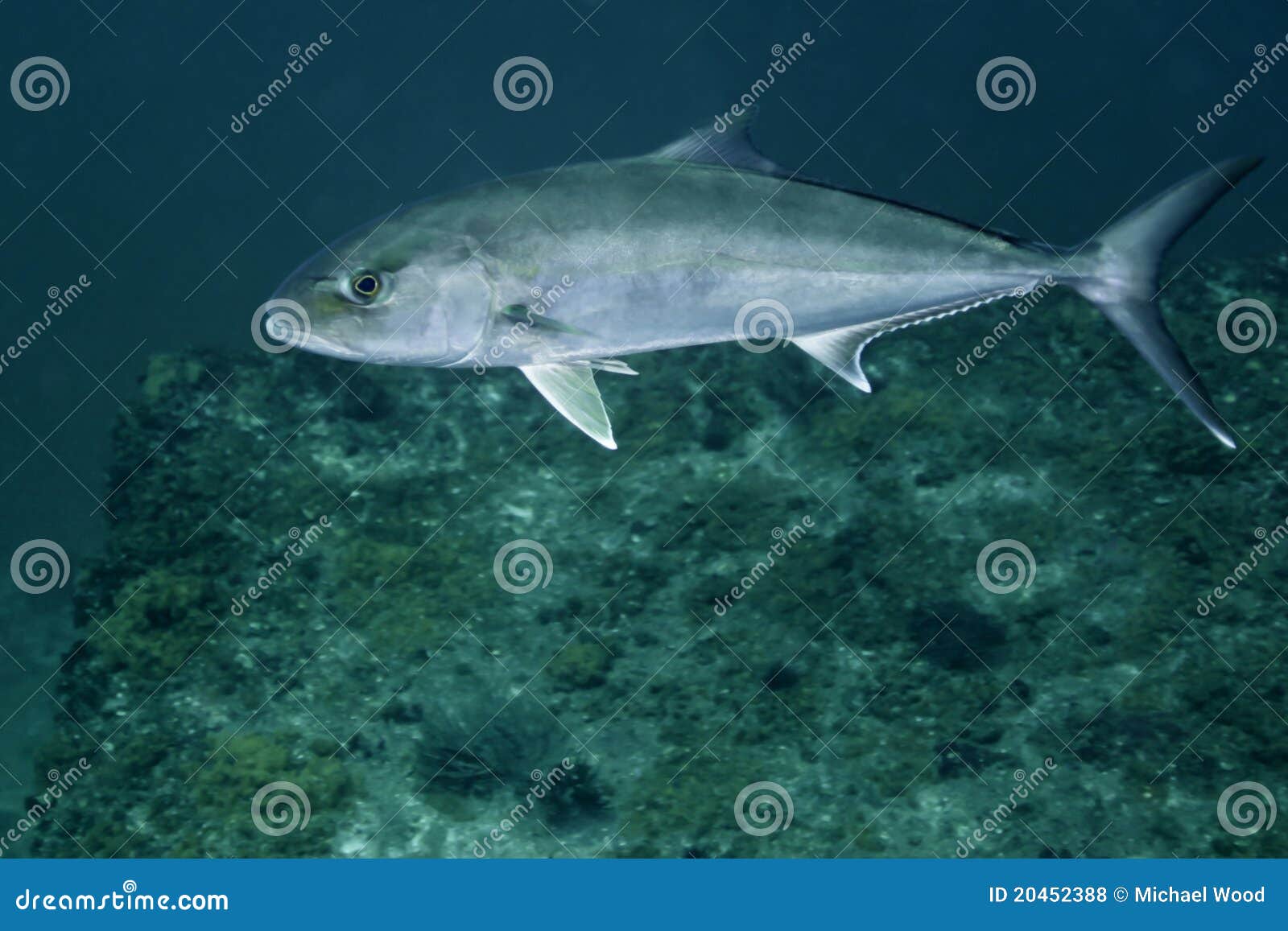 Greater Amberjack Seriola Dumerili Predatory Fish Royalty-Free Stock ...