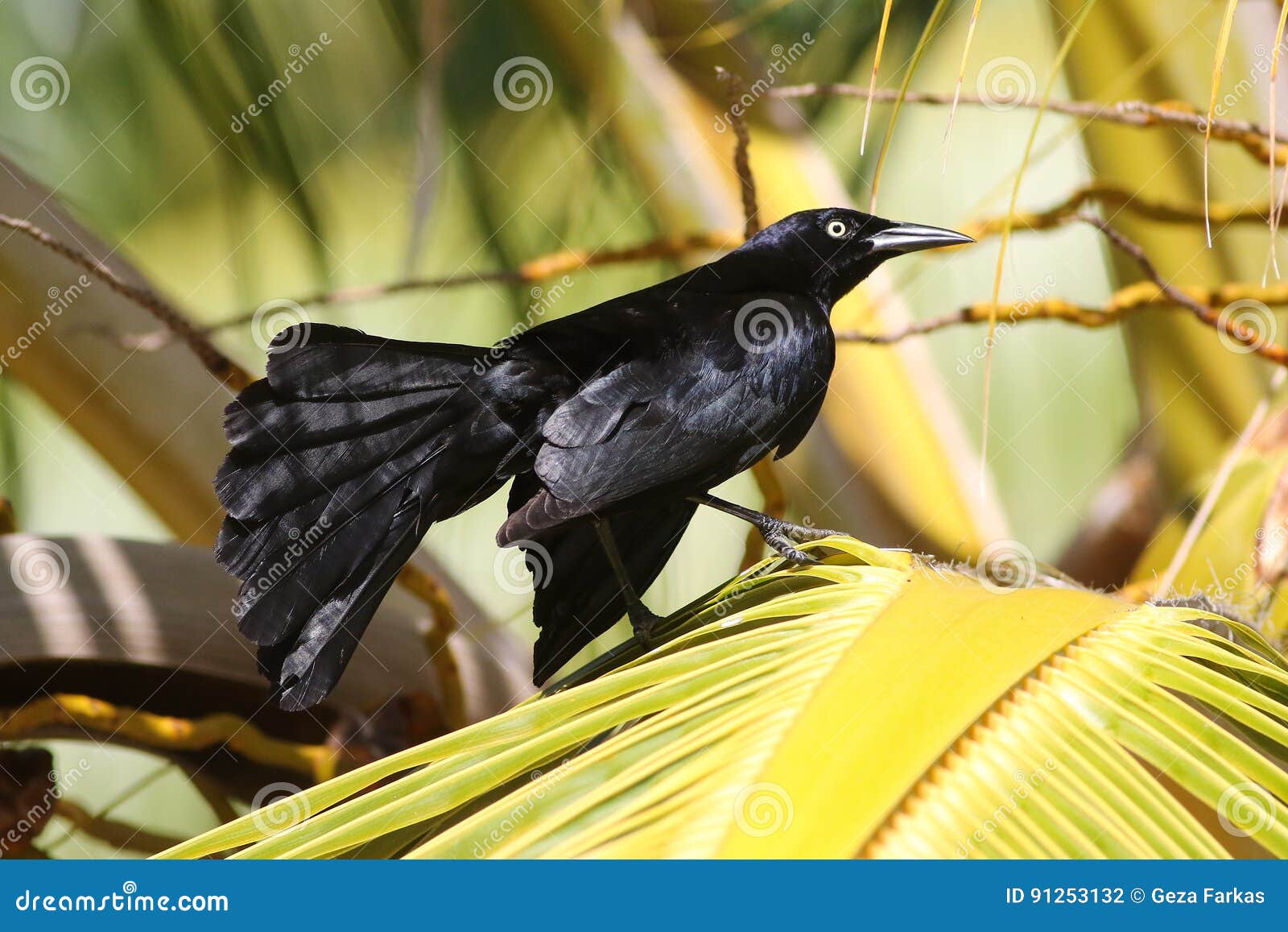 The Greater Antillean Grackle, Quiscalus Niger Stock Photo - Image of ...