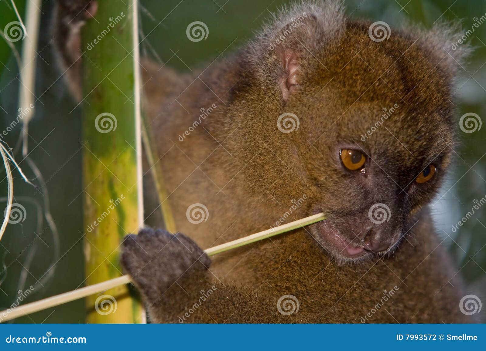 The Greater Bamboo Lemur Prolemur Simus, Also Known As The Broad-nosed ...
