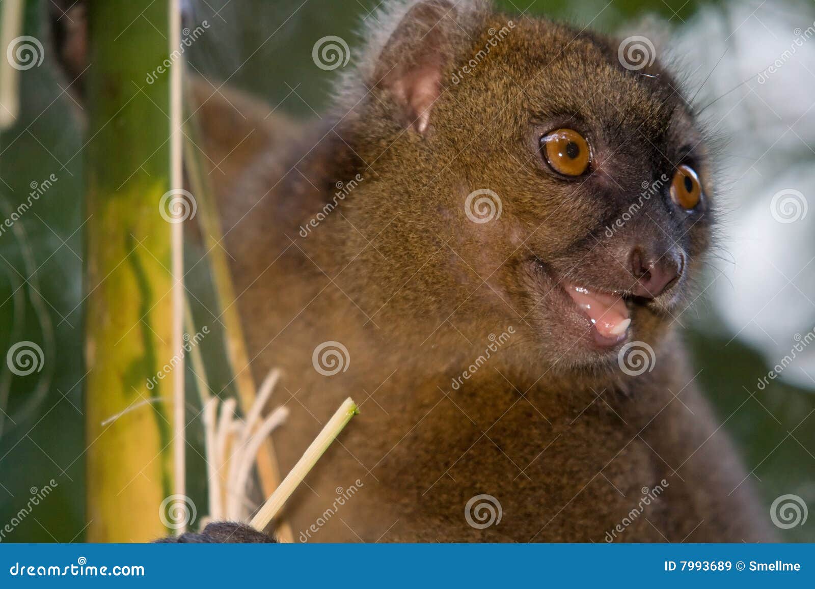 The Greater Bamboo Lemur Prolemur Simus, Also Known As The Broad-nosed ...