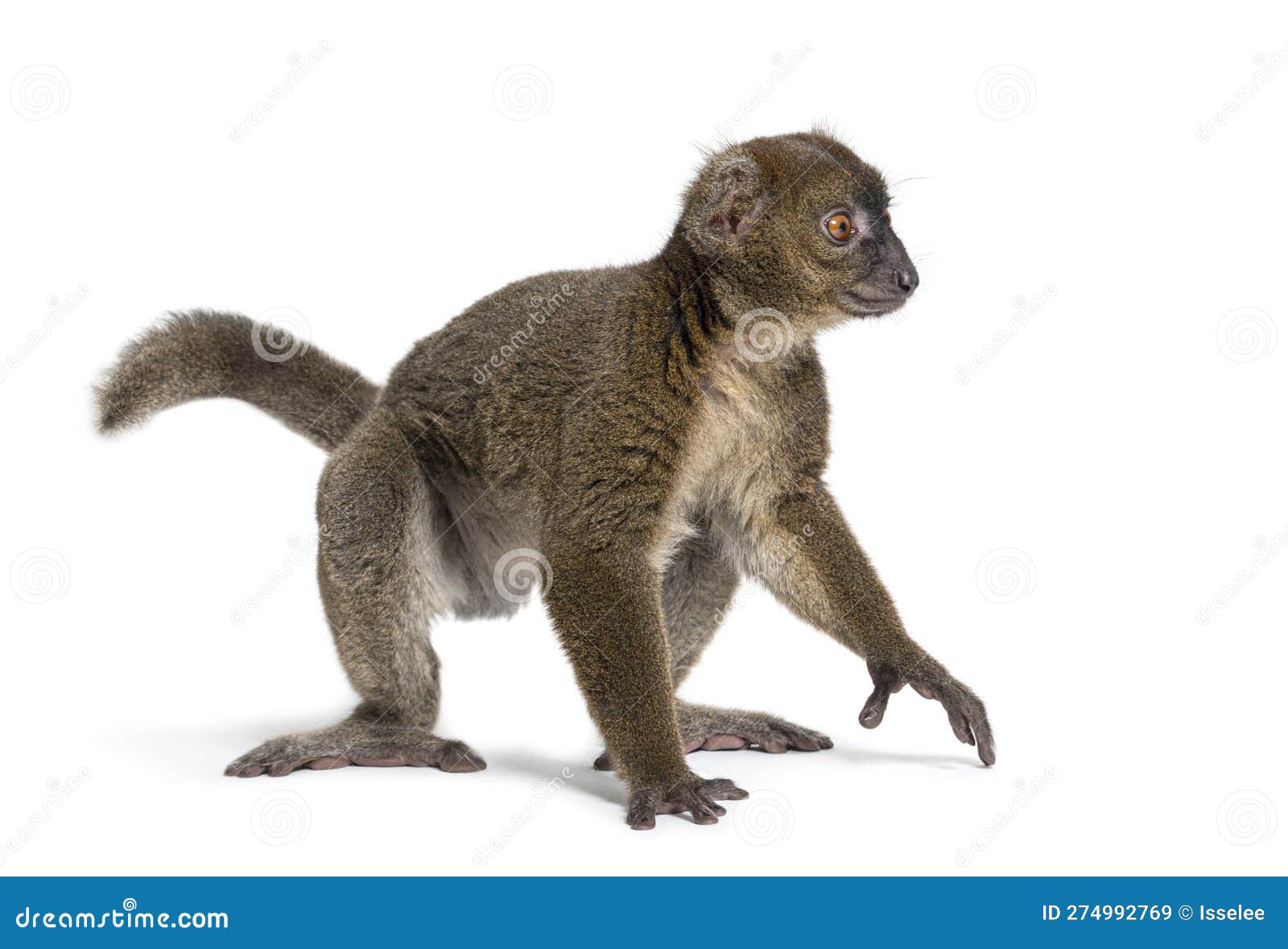 Greater Bamboo Lemur, Prolemur Simus, Isolated on White Stock Image ...