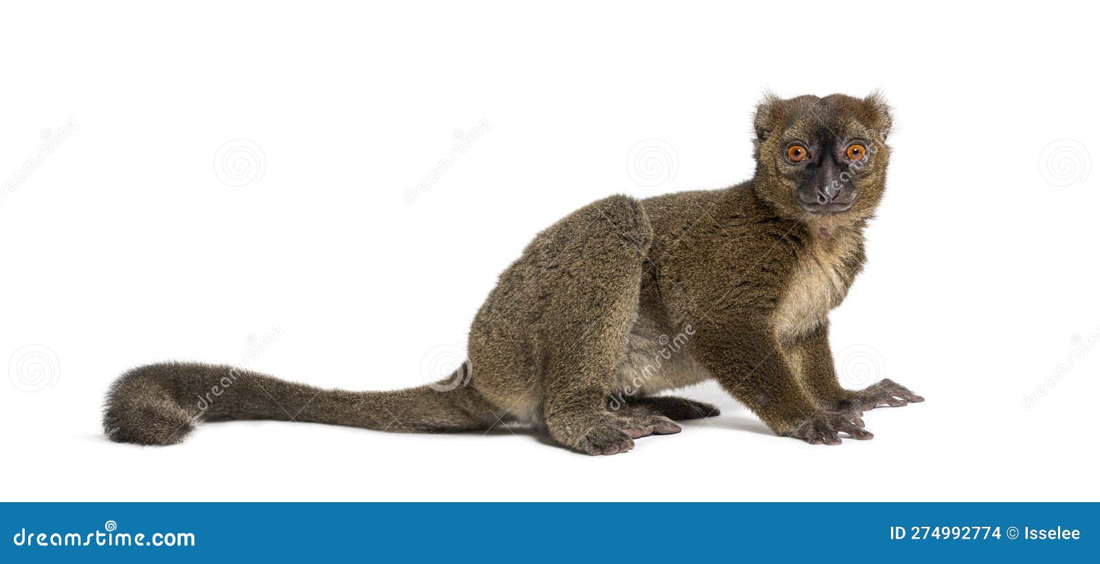 Greater Bamboo Lemur, Prolemur Simus, Isolated on White Stock Photo ...
