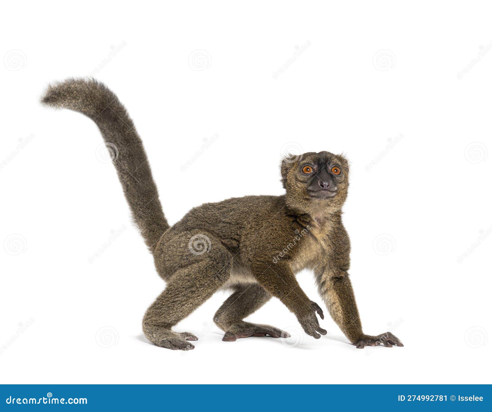 Greater Bamboo Lemur, Prolemur Simus, Isolated on White Stock Image ...