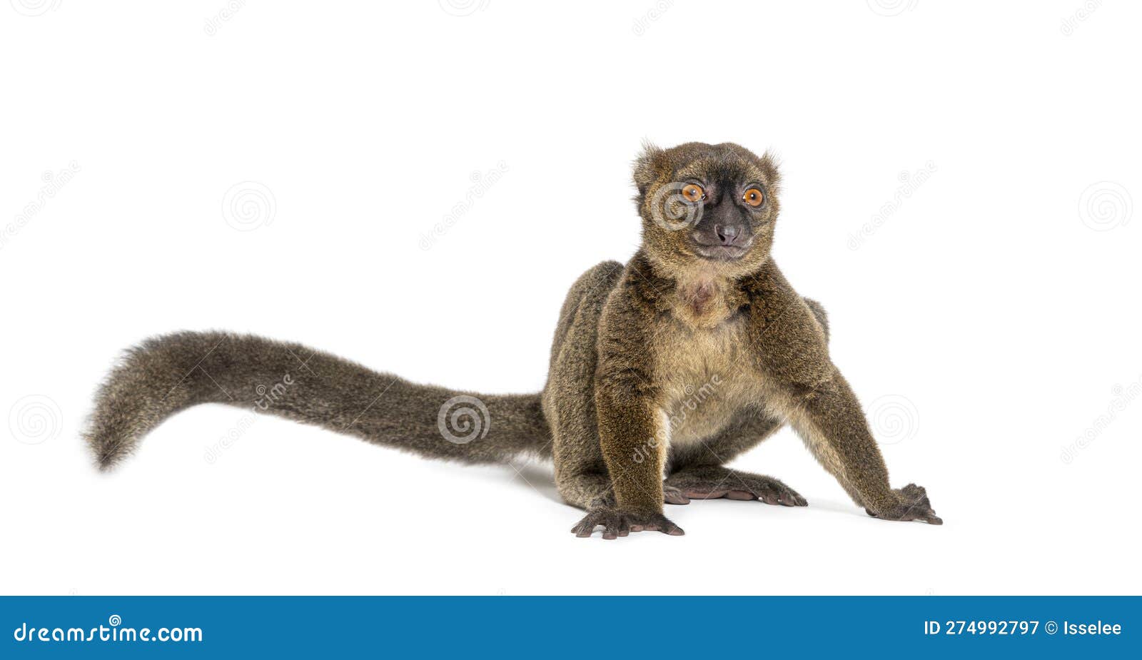 Greater Bamboo Lemur, Prolemur Simus, Isolated on White Stock Image ...