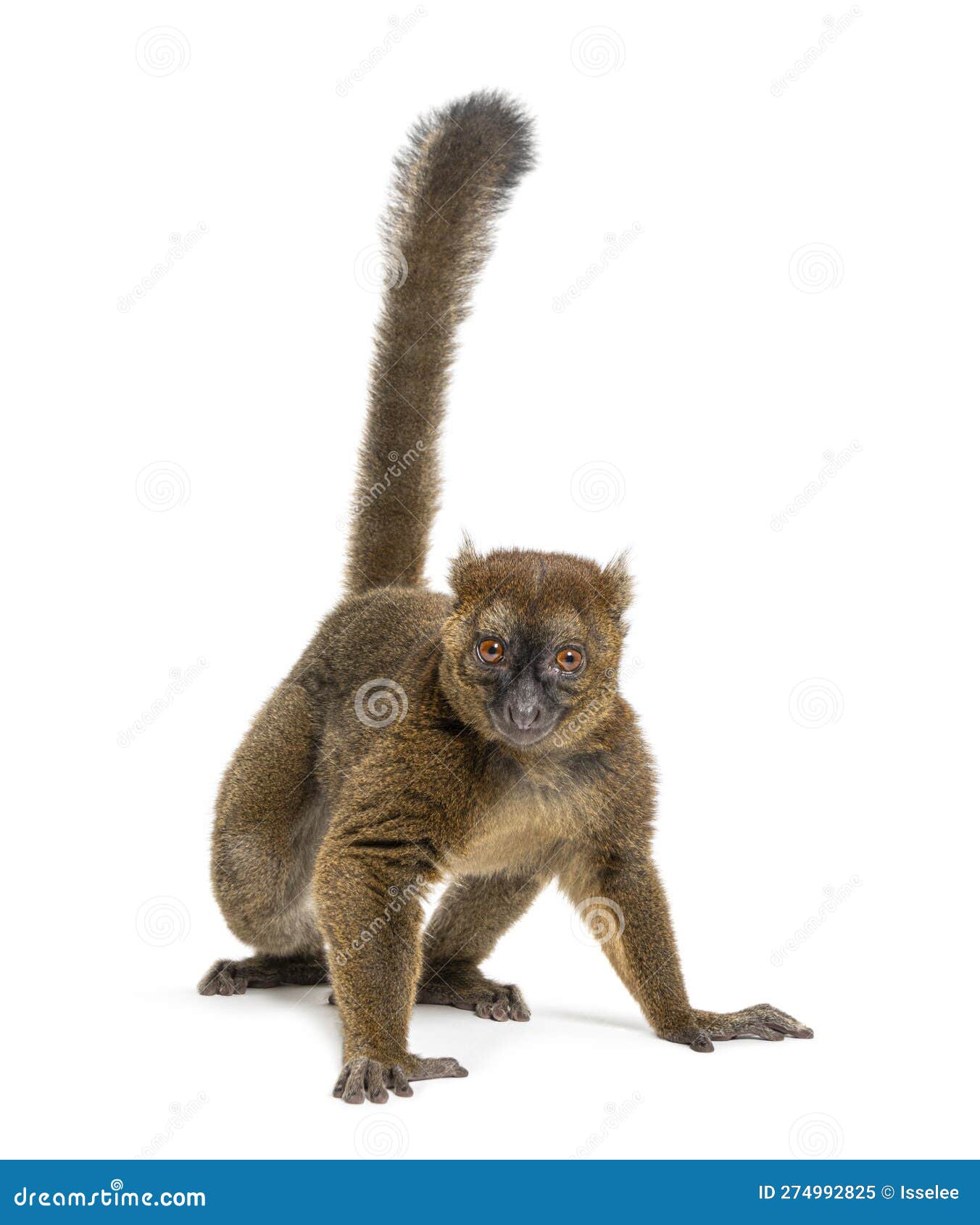 Greater Bamboo Lemur, Prolemur Simus, Isolated on White Stock Image ...