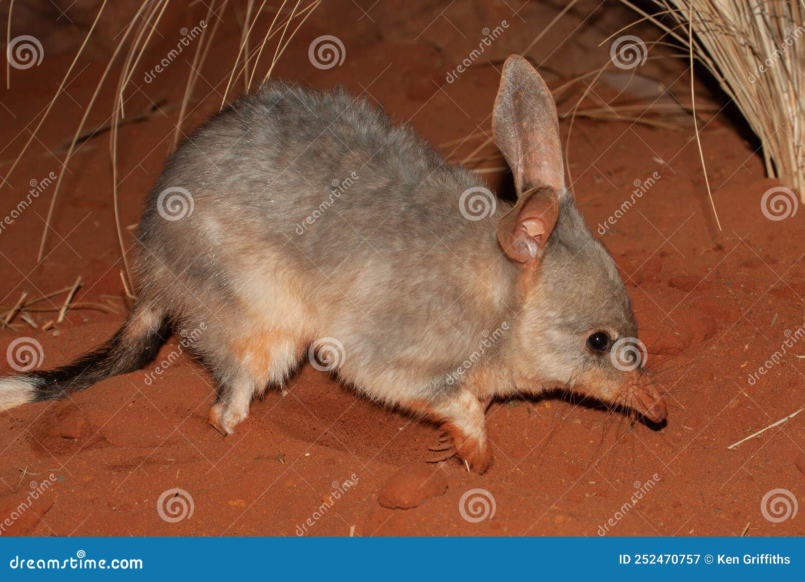 Greater Bilby stock image. Image of macrotis, soil, bilby - 252470757