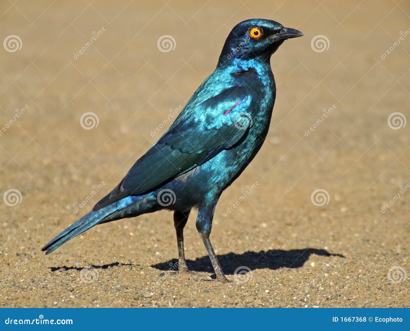 Greater Blue-eared Starling Stock Photo - Image of alert, glossy: 1667368