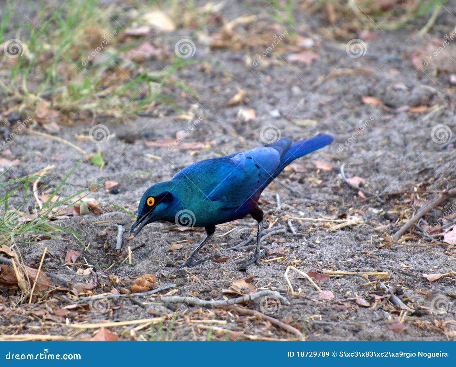 Greater Blue-eared Starling Stock Image - Image of bird, delta: 18729789