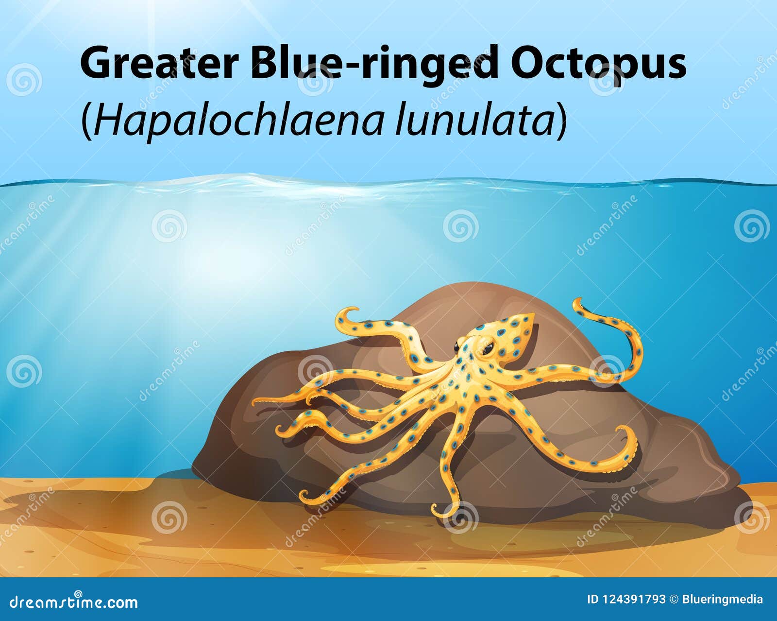 Greater Blue Ringed Octopus Stock Vector - Illustration of ...