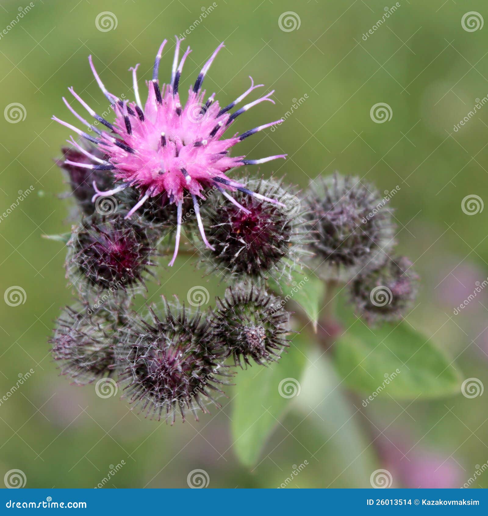 Greater Burdock Flower With Green Leaf Royalty-Free Stock Photo ...