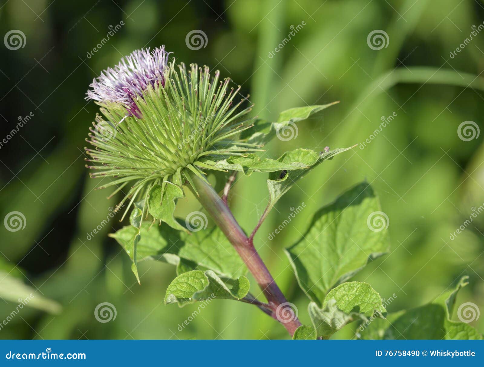 Greater Burdock Flower With Green Leaf Royalty-Free Stock Photo ...