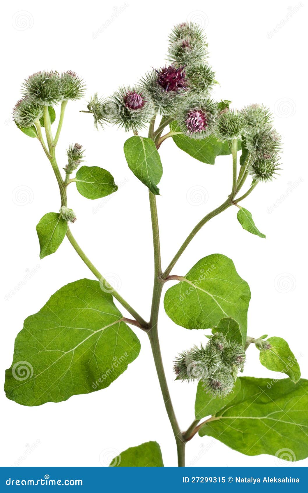 Arctium Tomentosum