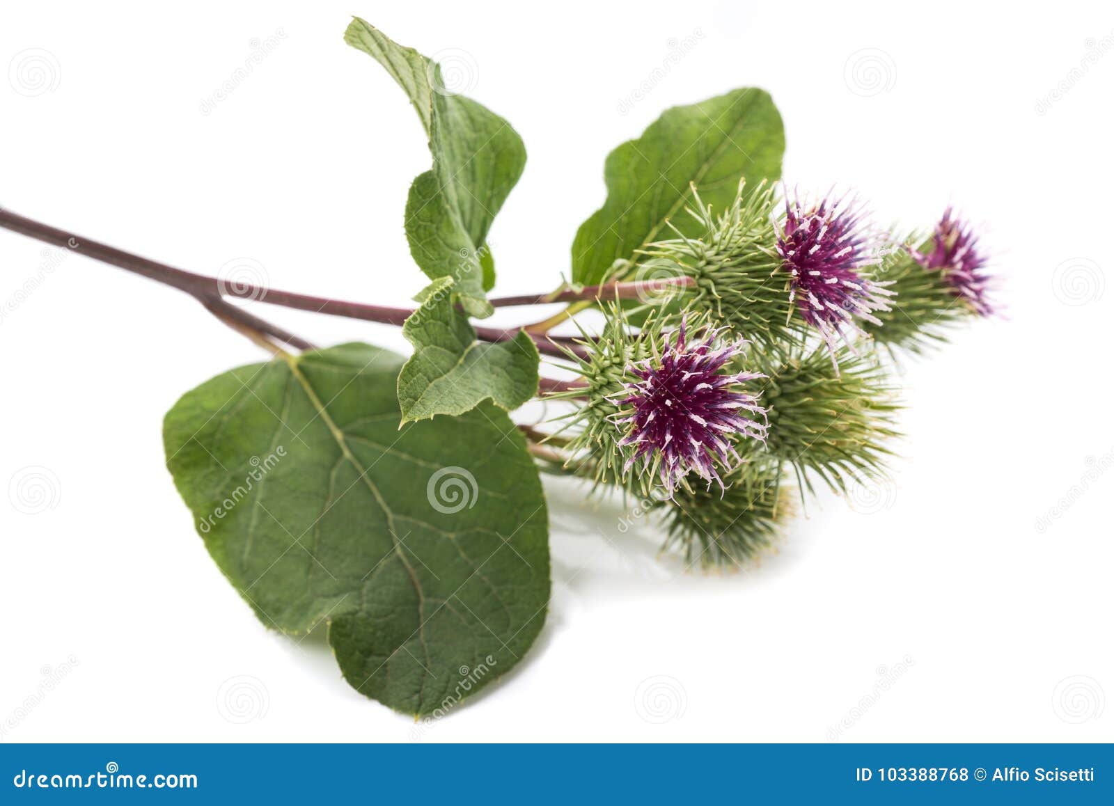 Greater Burdock flowers stock photo. Image of flowers - 103388768