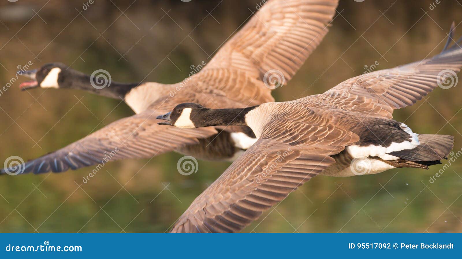 Greater Canada Geese in Flight Stock Photo - Image of wild, birds: 95517092