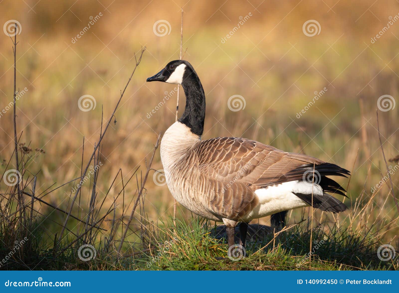 Greater canada goose stock photo. Image of canada, black - 140992450