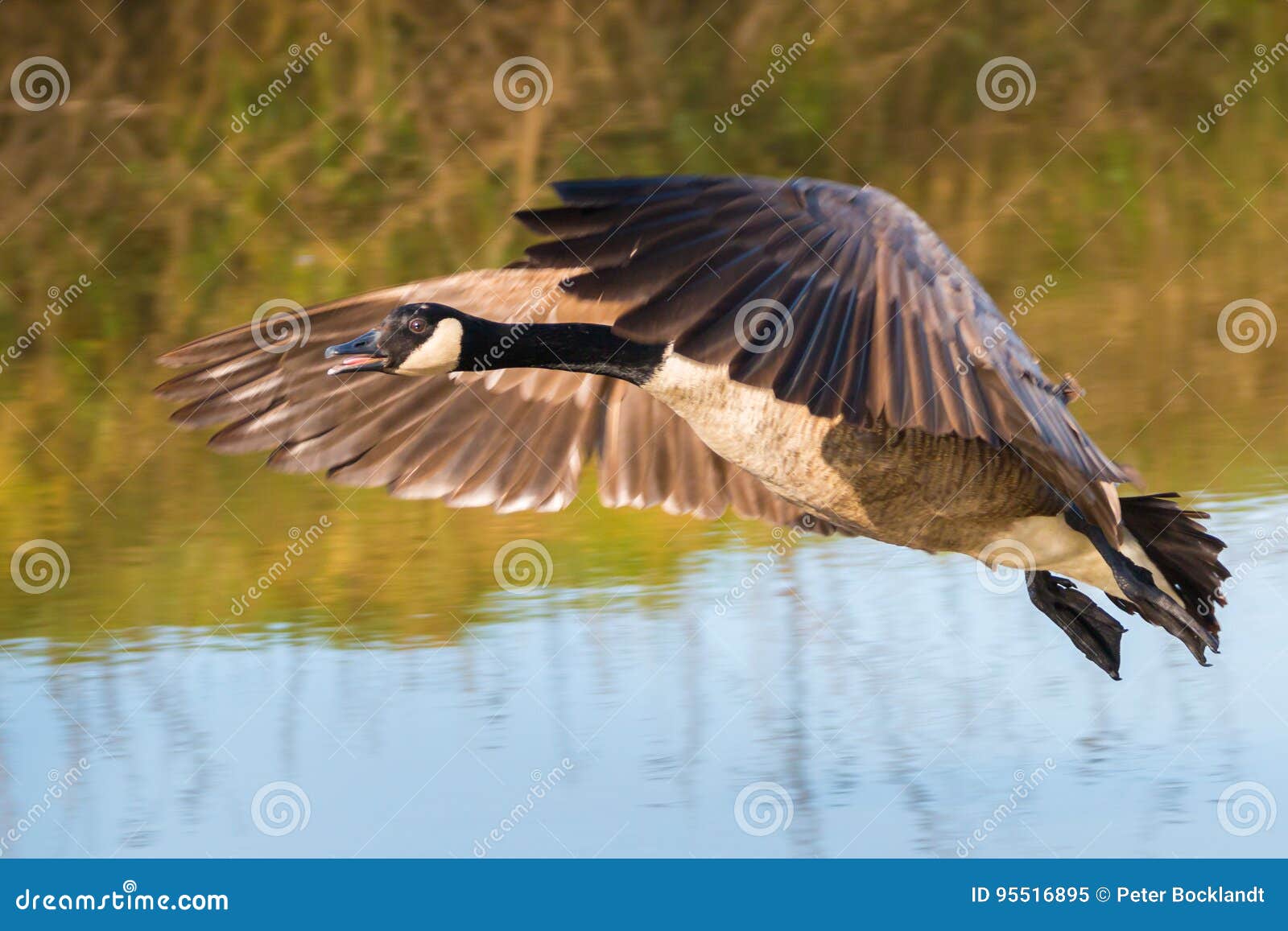 Greater Canada Goose in Flight Stock Image - Image of flight, greater ...