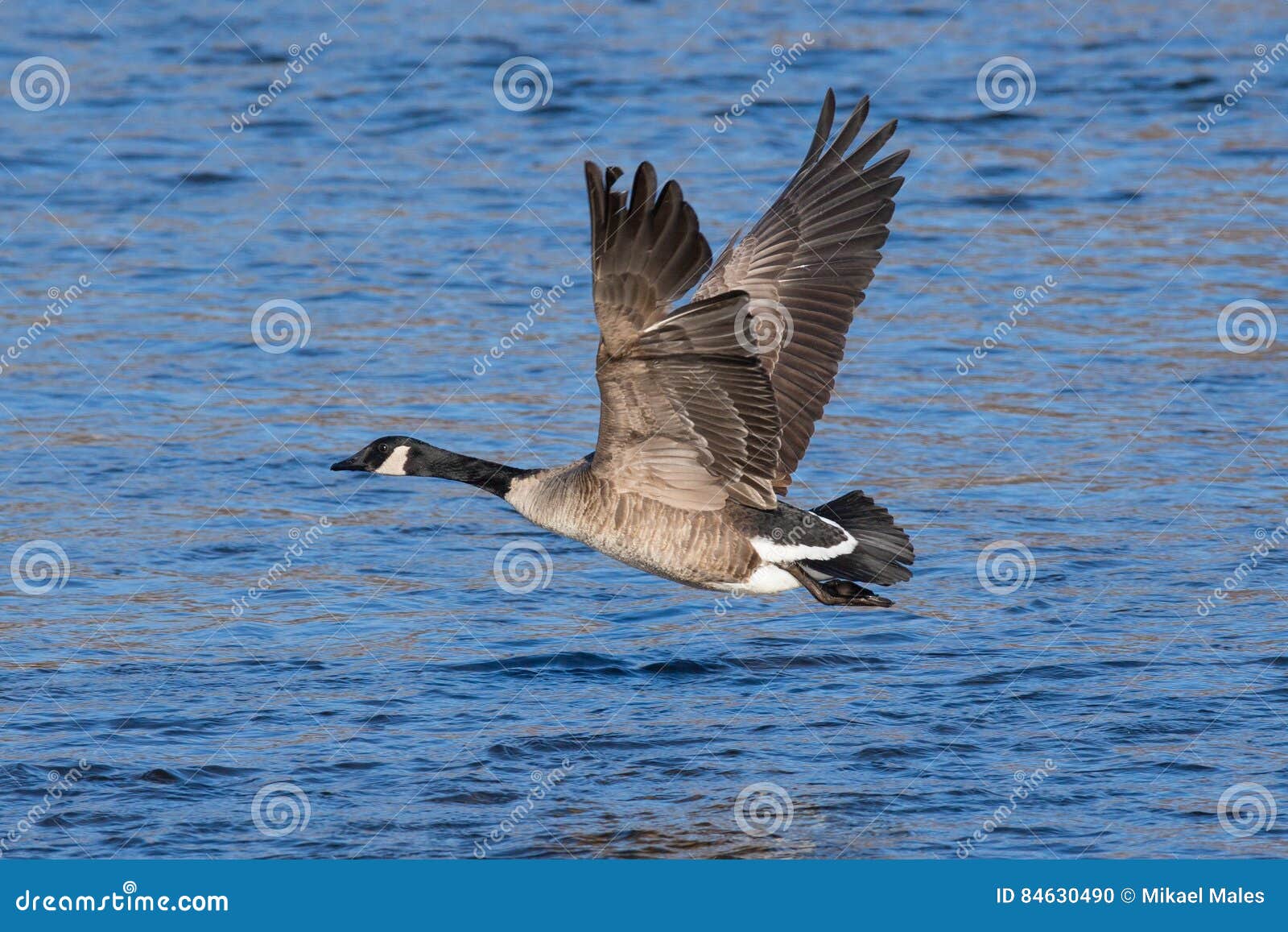 Greater Canadian Goose Flying Above River Stock Photo - Image of spread ...