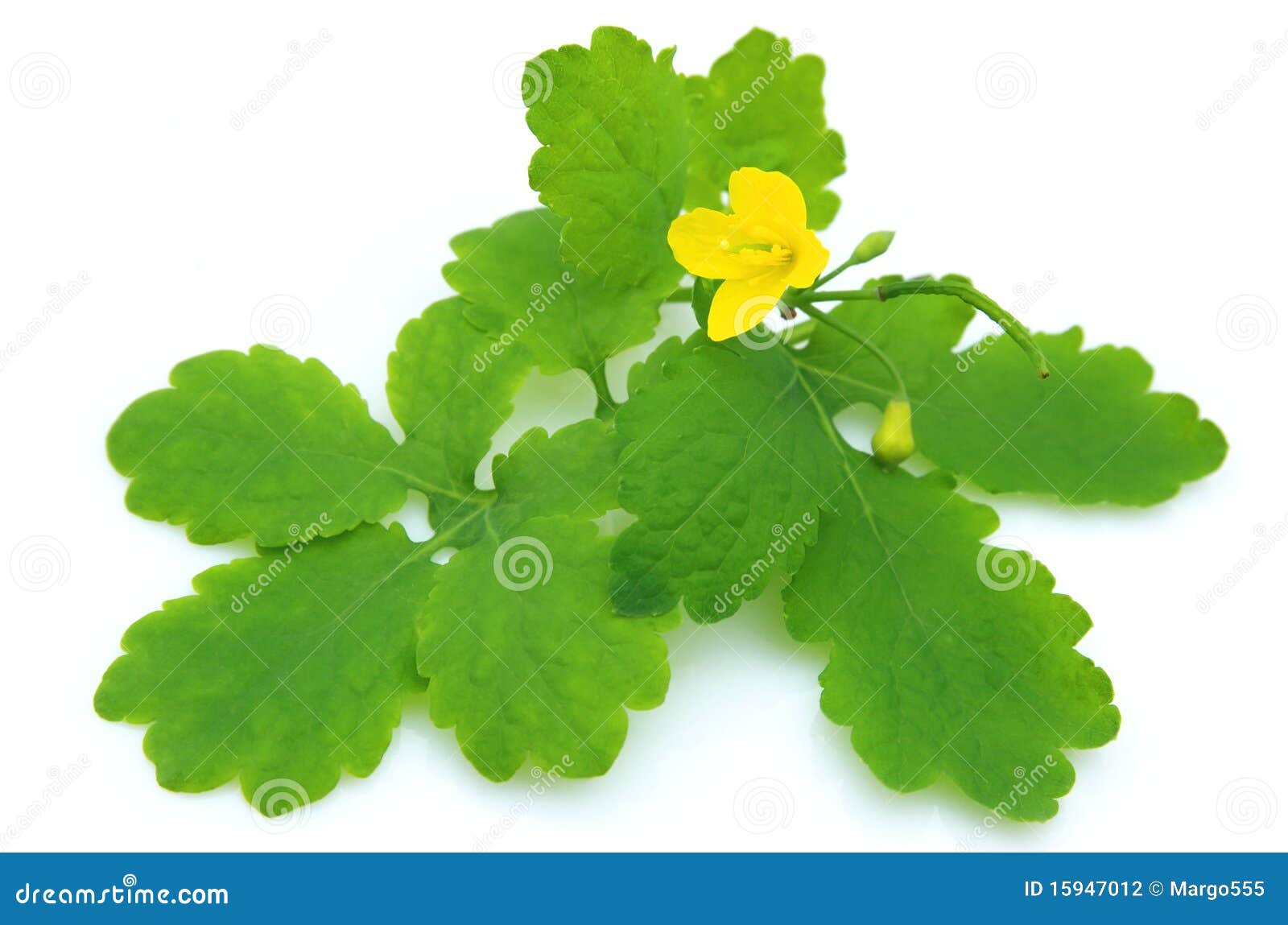 Greater celandine stock photo. Image of herb, color, celandine - 15947012