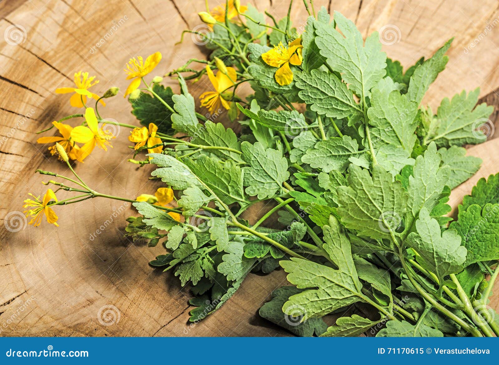 Celandine. Chelidonium Family Poppy Taxonomic Name Of The Genus ...