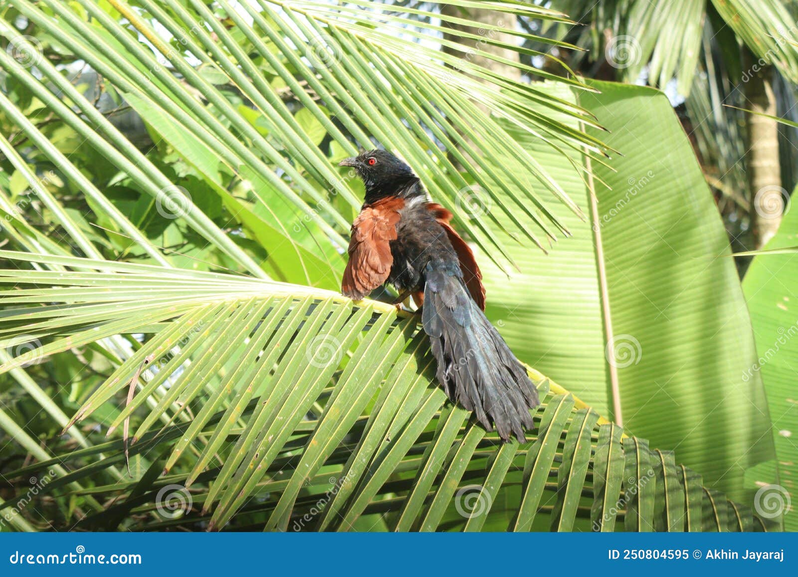 Greater Coucal Also Called an Chempoth Stock Image - Image of bright ...