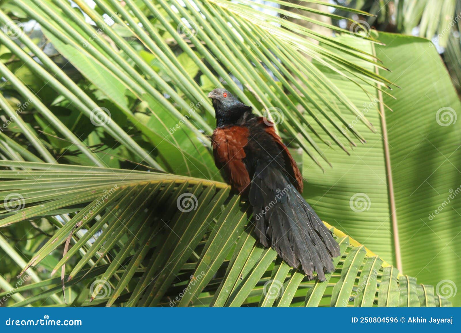 Greater Coucal Also Called an Chempoth Stock Photo - Image of leaf ...