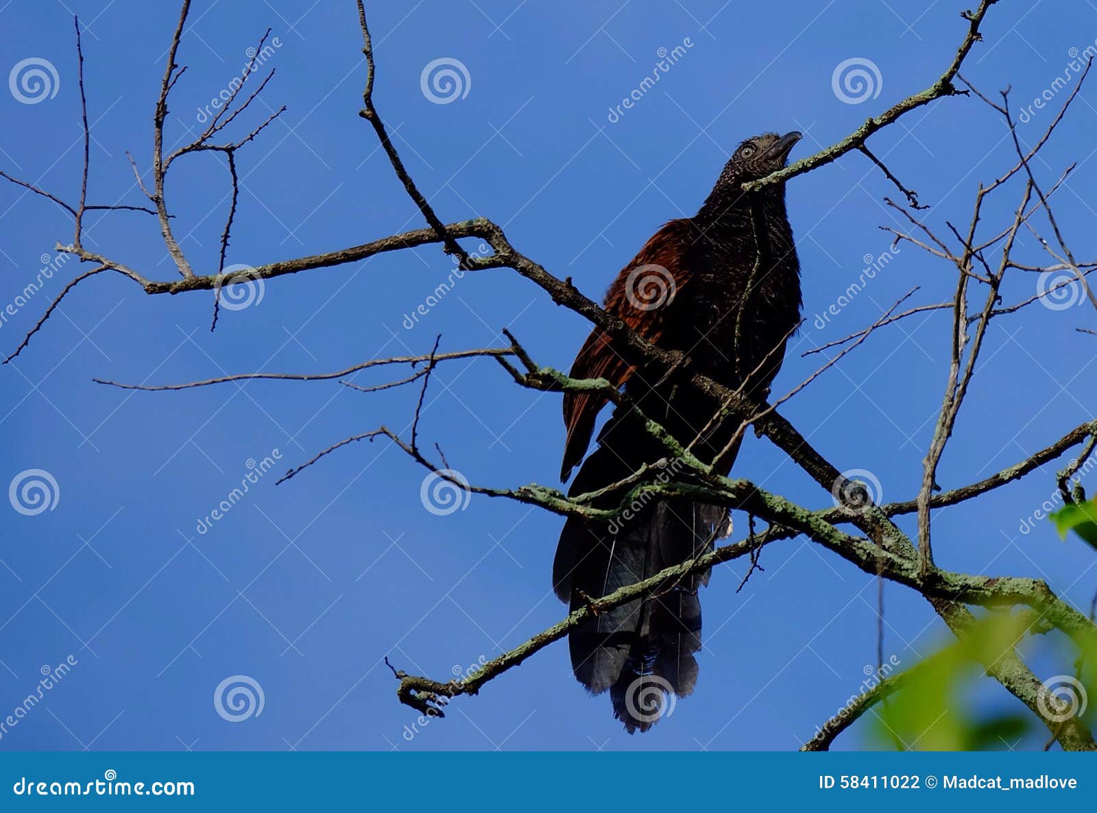 Greater coucal stock photo. Image of tree, bird, greater - 58411022