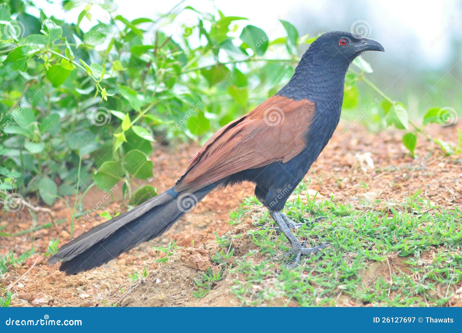 Greater Coucal bird stock image. Image of wilderness - 26127697