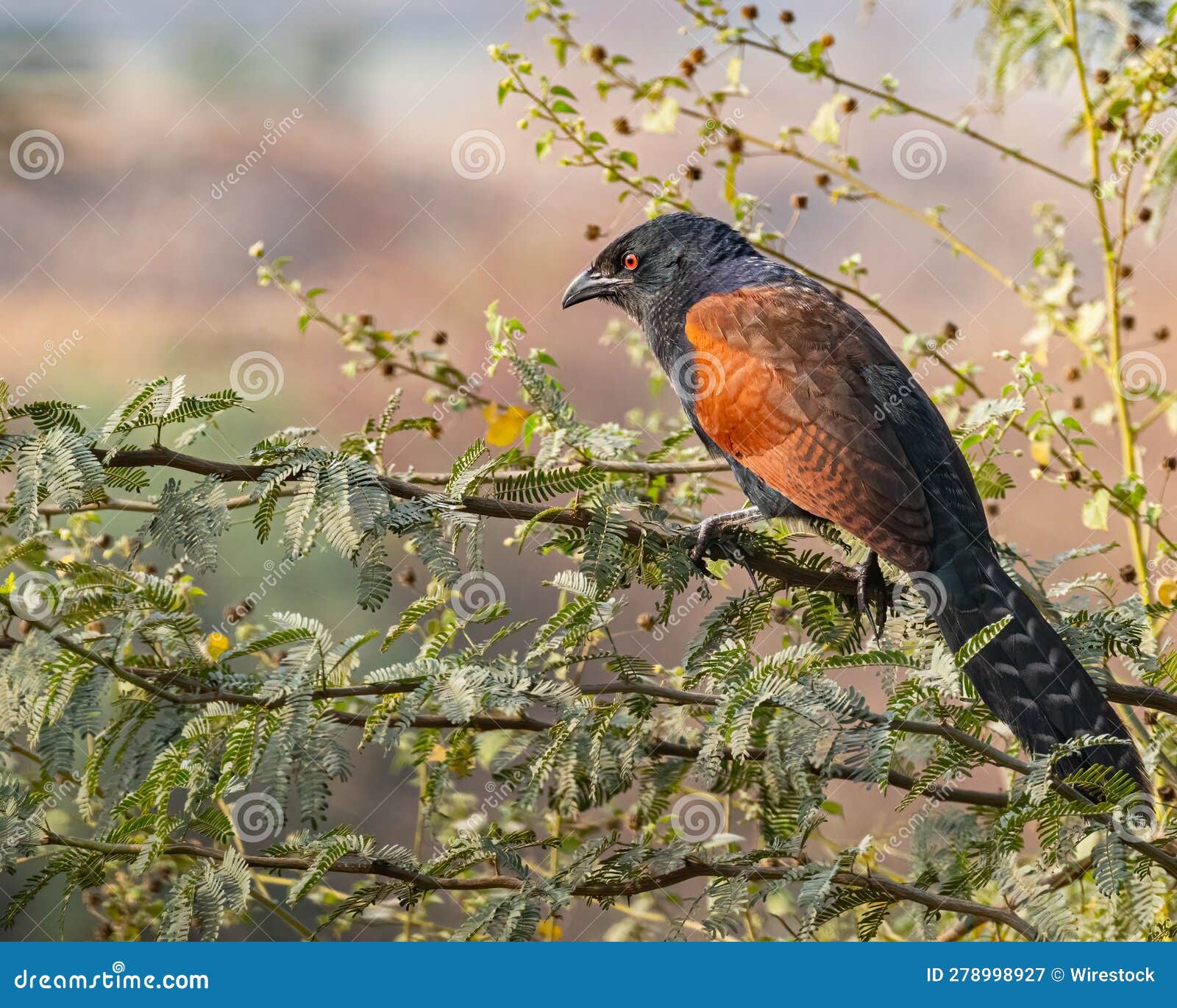 A Greater Coucal Bird Perched on a Tree Stock Image - Image of tree ...