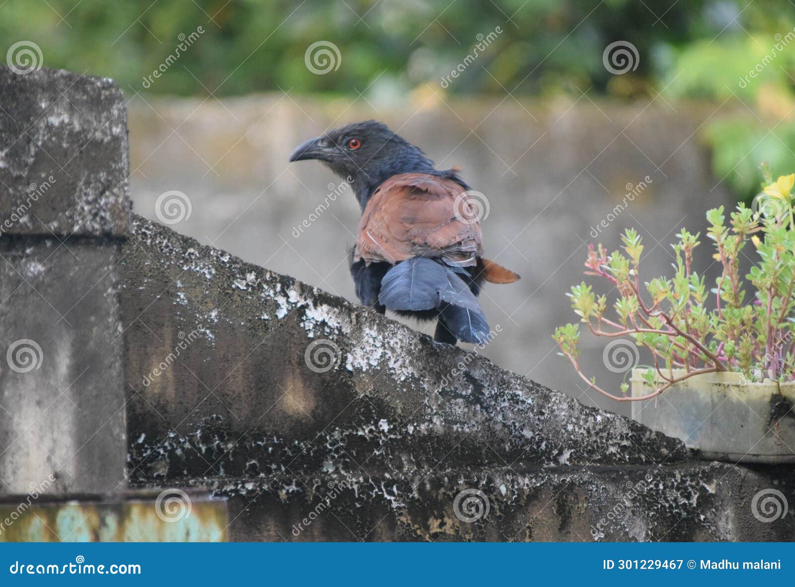 Greater Coucal Bird is Sitting on a Wall. Stock Image - Image of flower ...