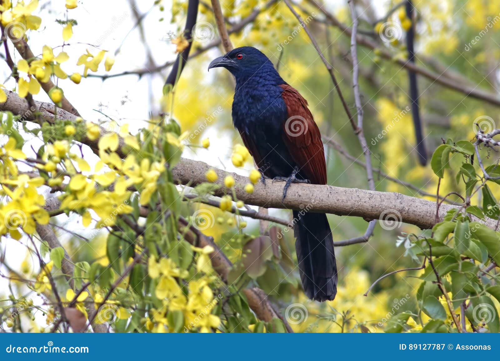 Greater Coucal Centropus Sinensis Birds of Thailand Stock Image - Image ...