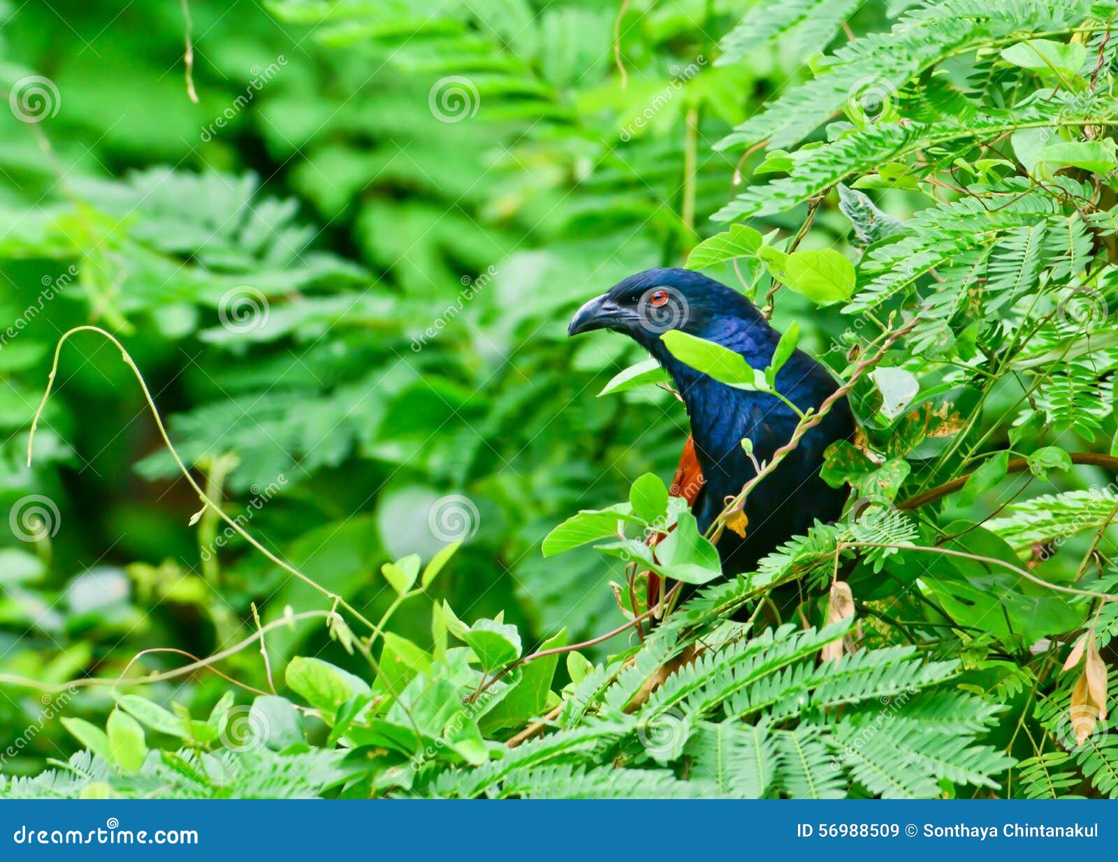 The greater coucal stock image. Image of bird, orange - 56988509