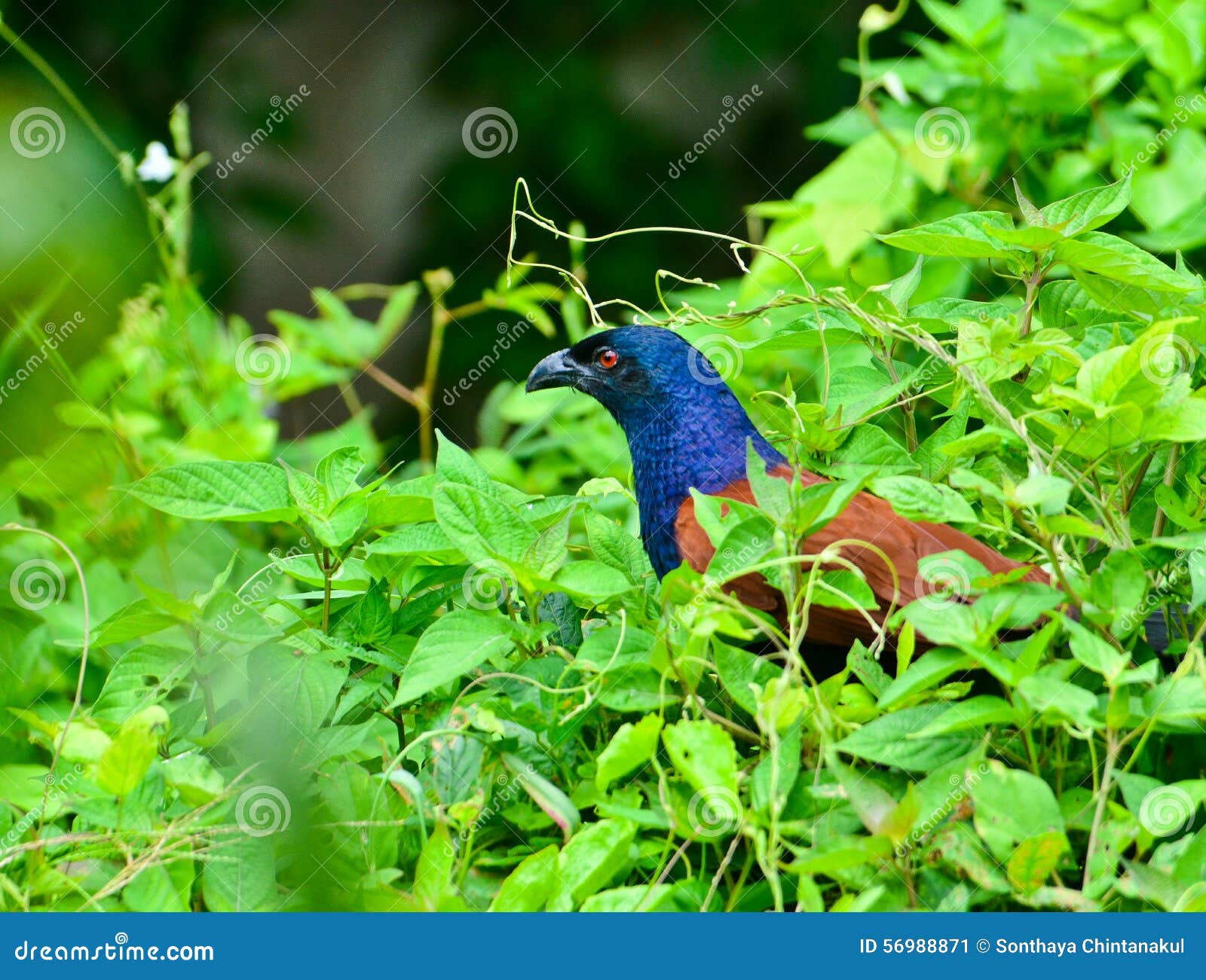 The Greater Coucal or Crow Pheasant Stock Image - Image of centropus ...