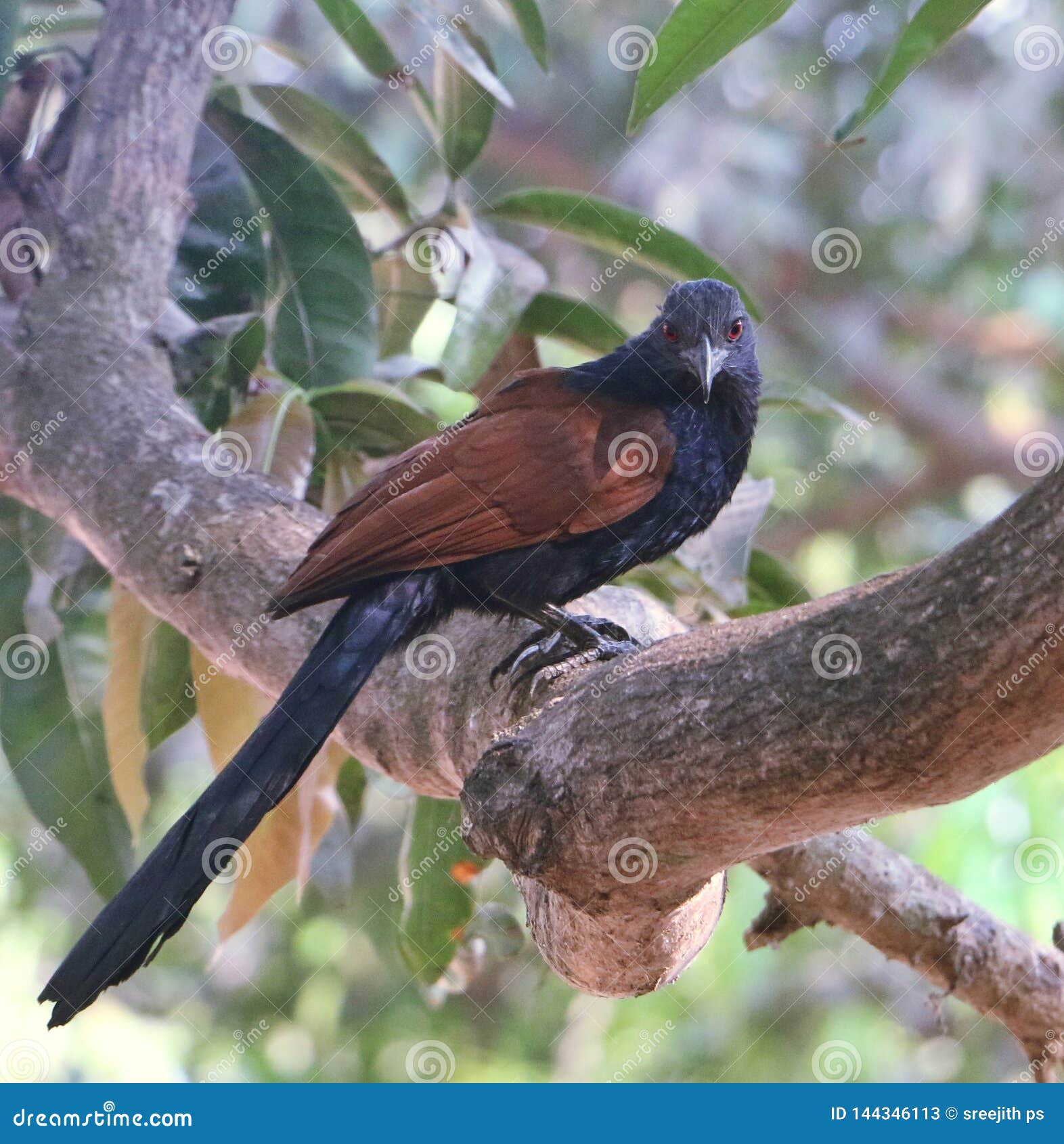 Greater Coucal or Crow Pheasant Stock Image - Image of greater ...