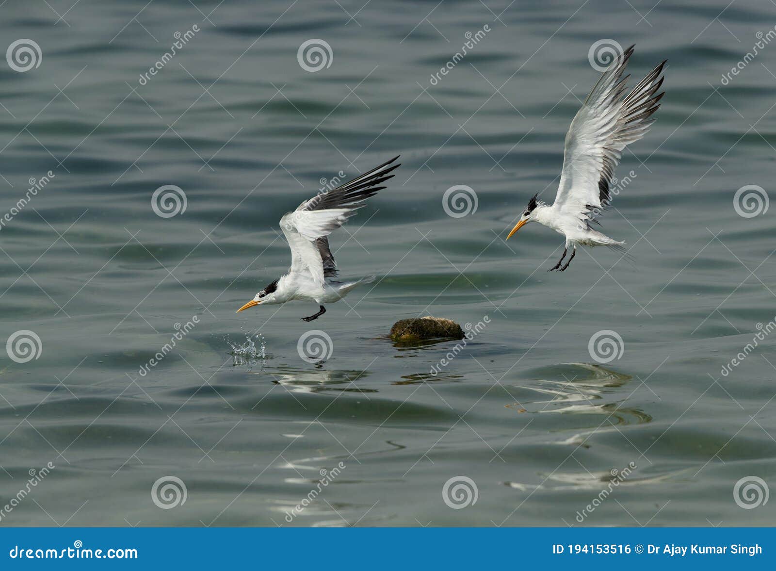 Greater Crested Tern Fight for Float at Busaiteen Coast, Bahrain Stock ...