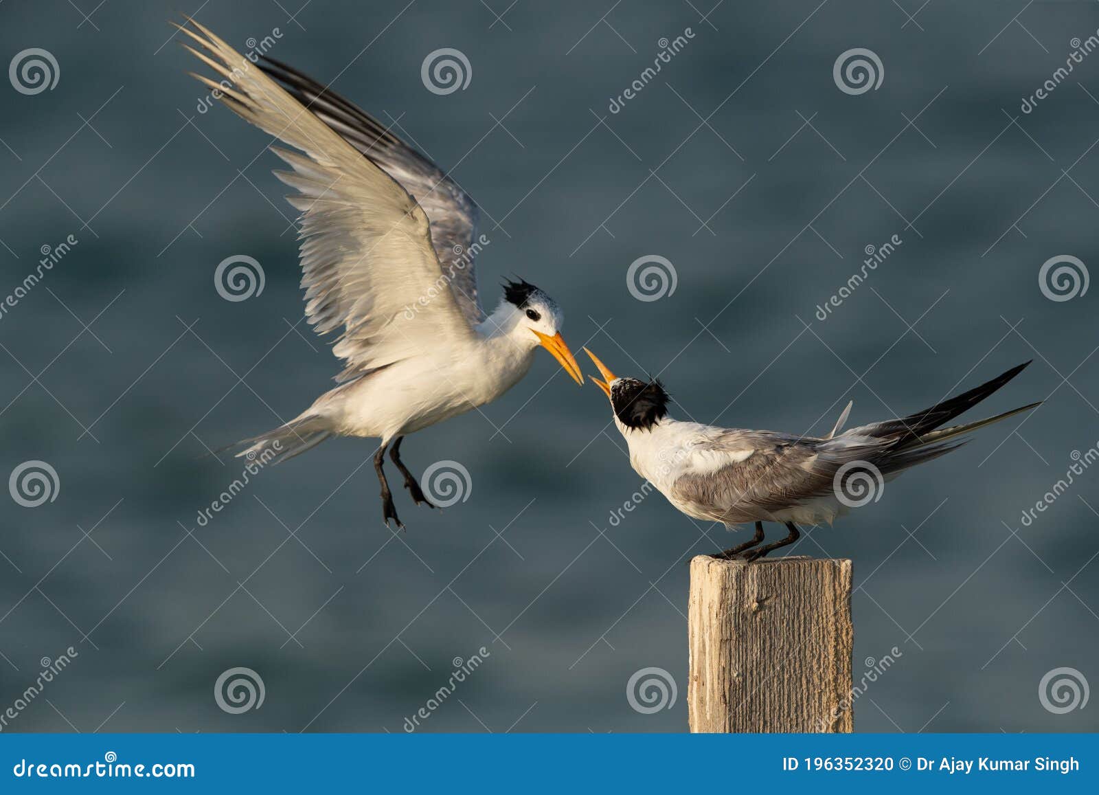 Greater Crested Tern Fight for Perch at Busaiteen Coast, Bahrain Stock ...