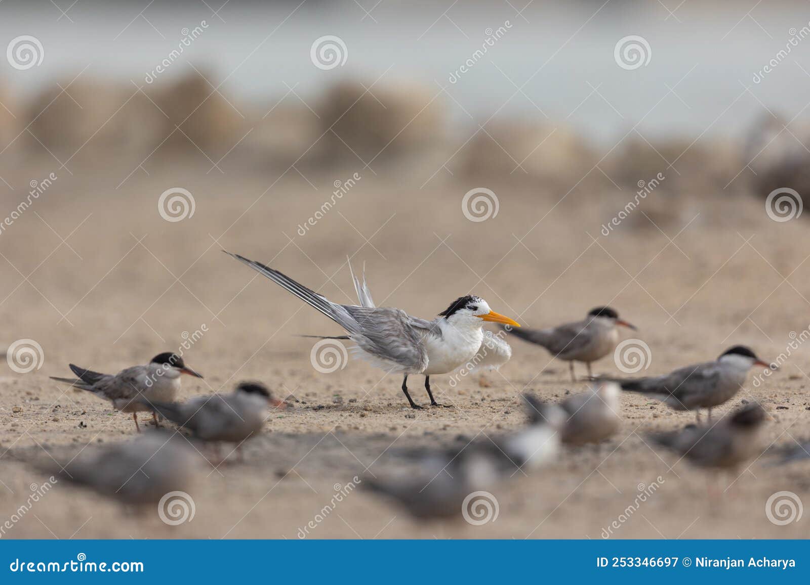 Greater Crested Tern stock image. Image of bergii, wildlife - 253346697