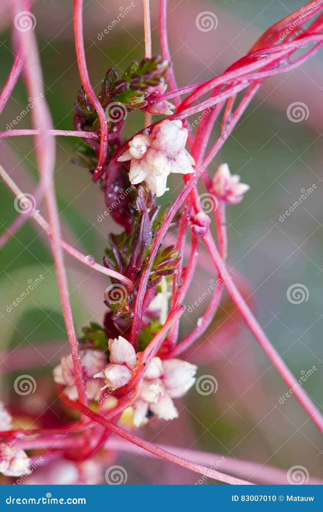 Greater dodder stock photo. Image of climbing, dodder - 83007010