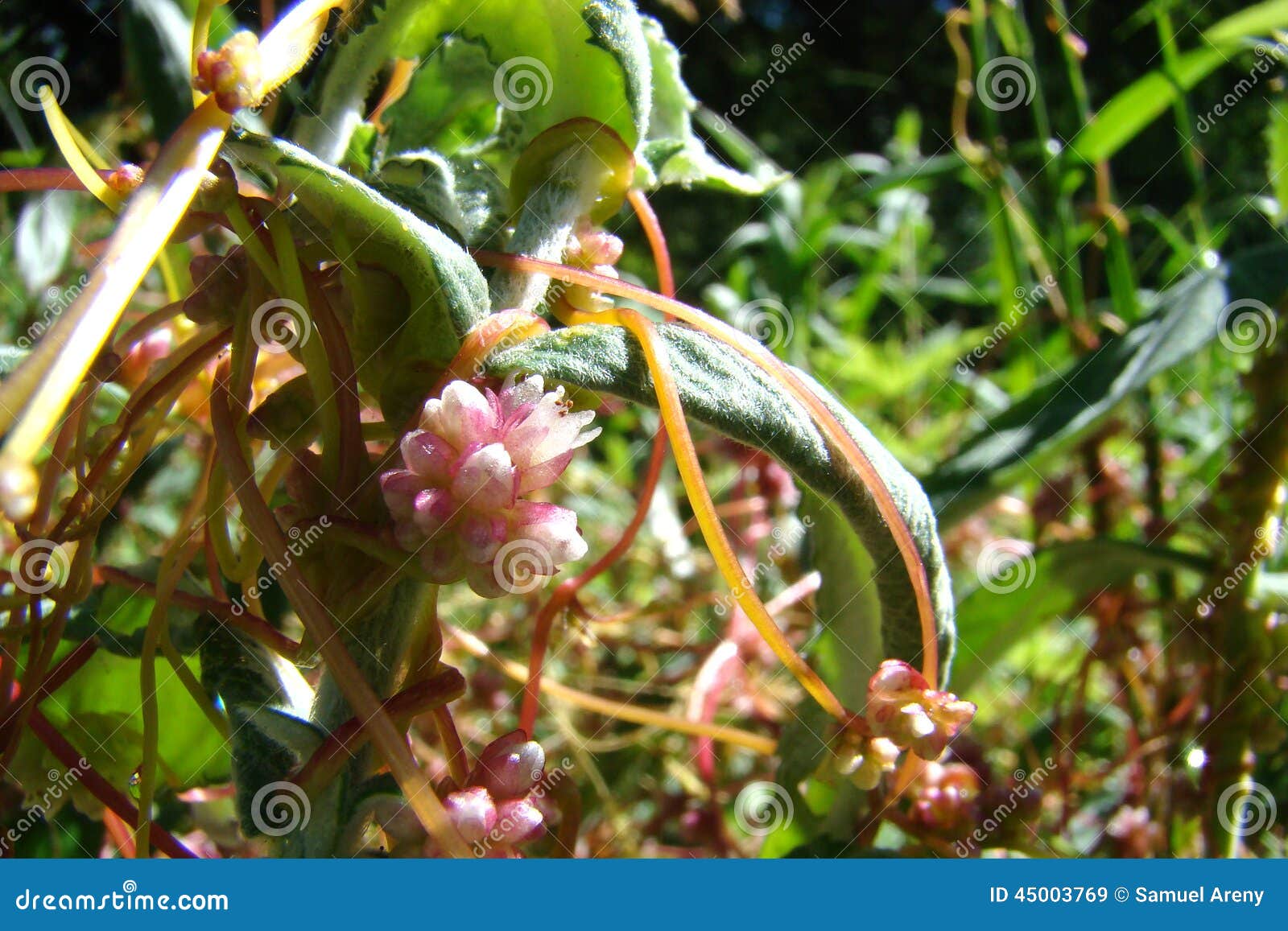 Greater dodder stock image. Image of dicotyledons, meadow - 45003769