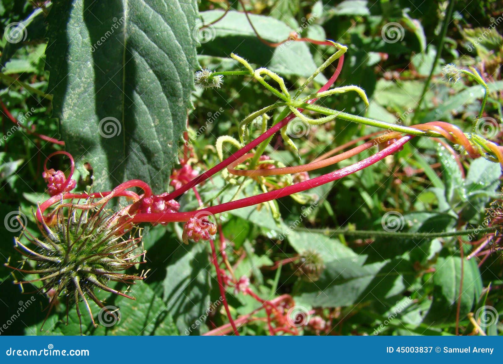 Greater dodder stock image. Image of flower, parasit - 45003837