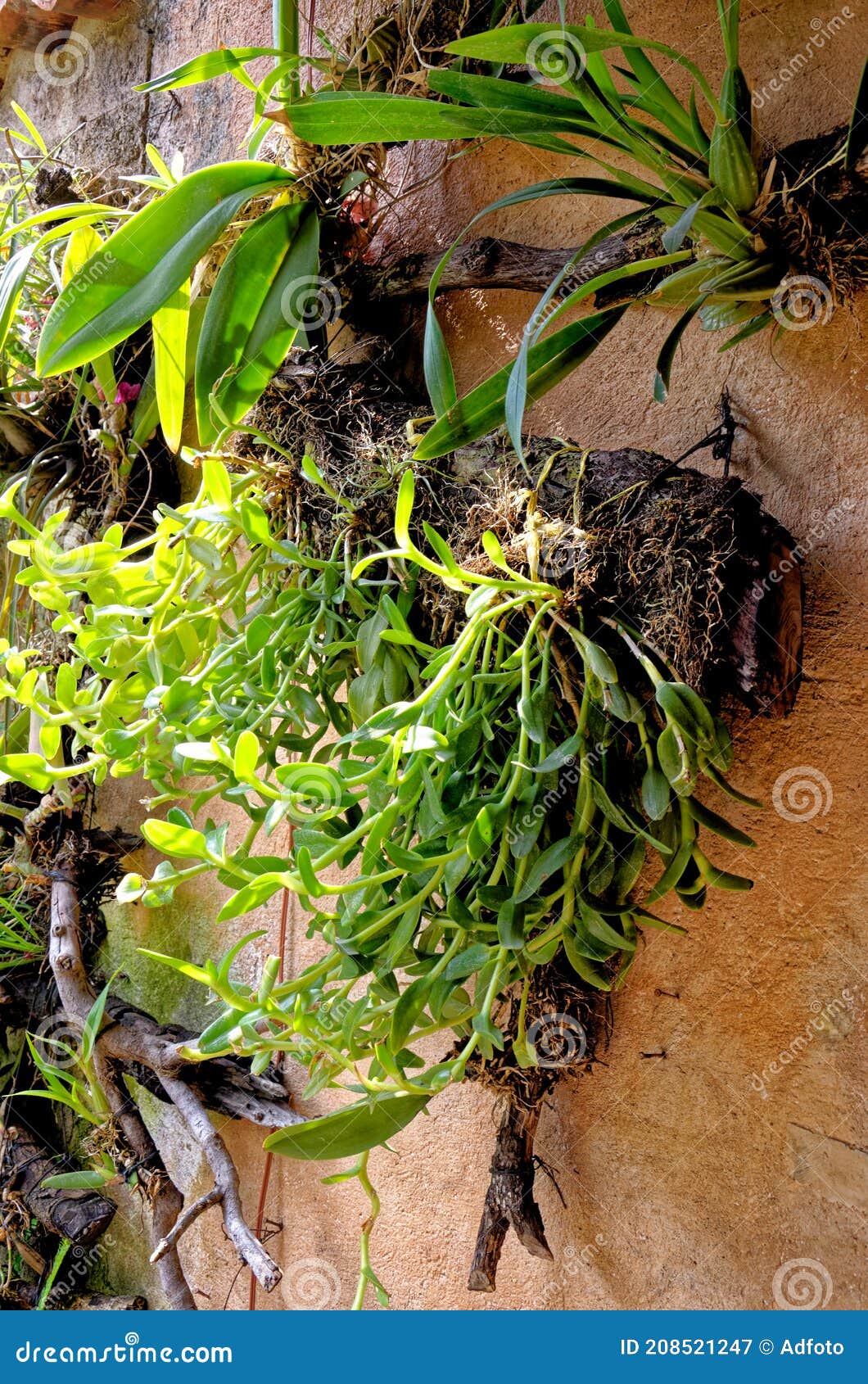 Greater Dodder - Plant Parasiting Stock Image - Image of cuscuta, close ...